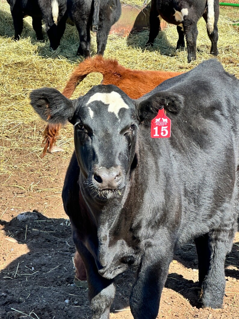 Custom Cattle Ear Tags - Etsy