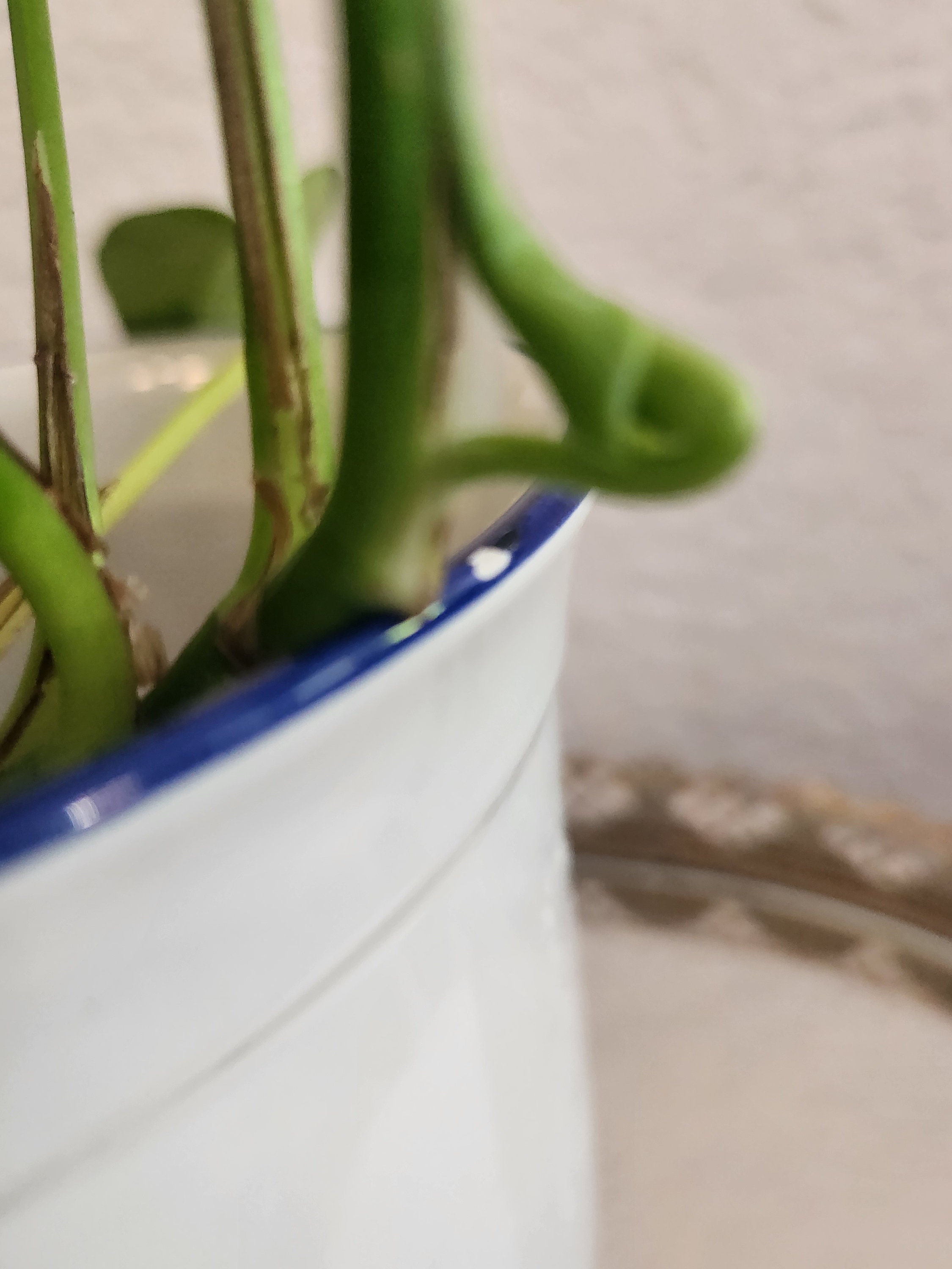 Rosenthal Netter Porcelain Blue White Goose Planter Bowl - Etsy