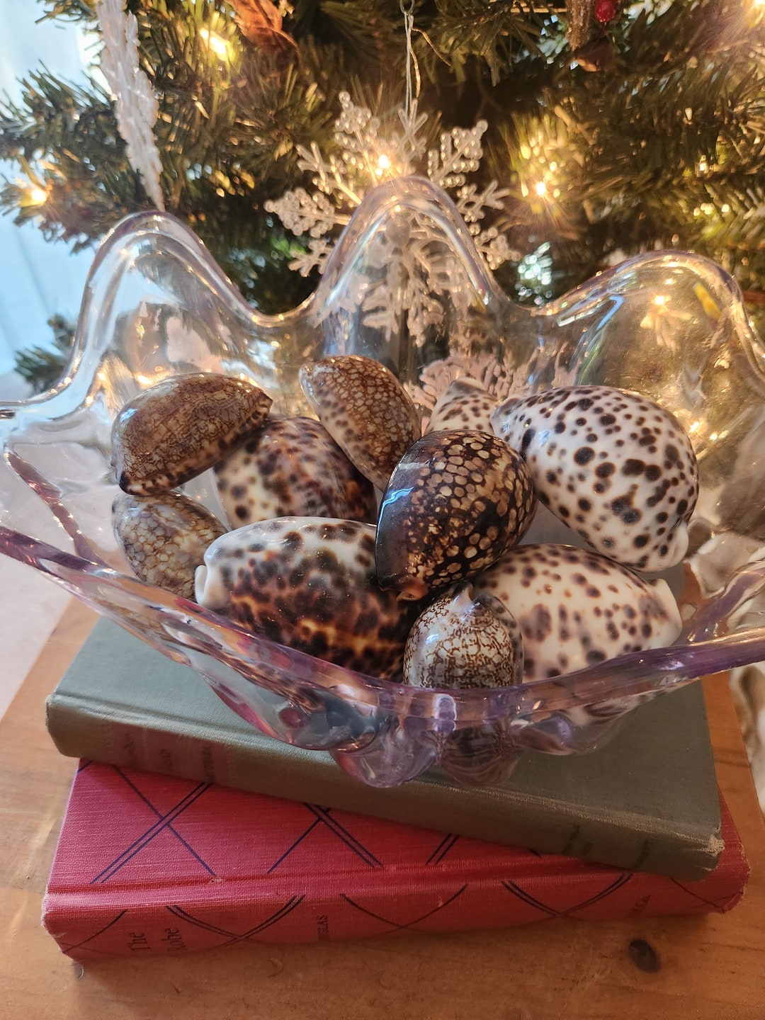 Tiger Cowrie Seashells - Etsy