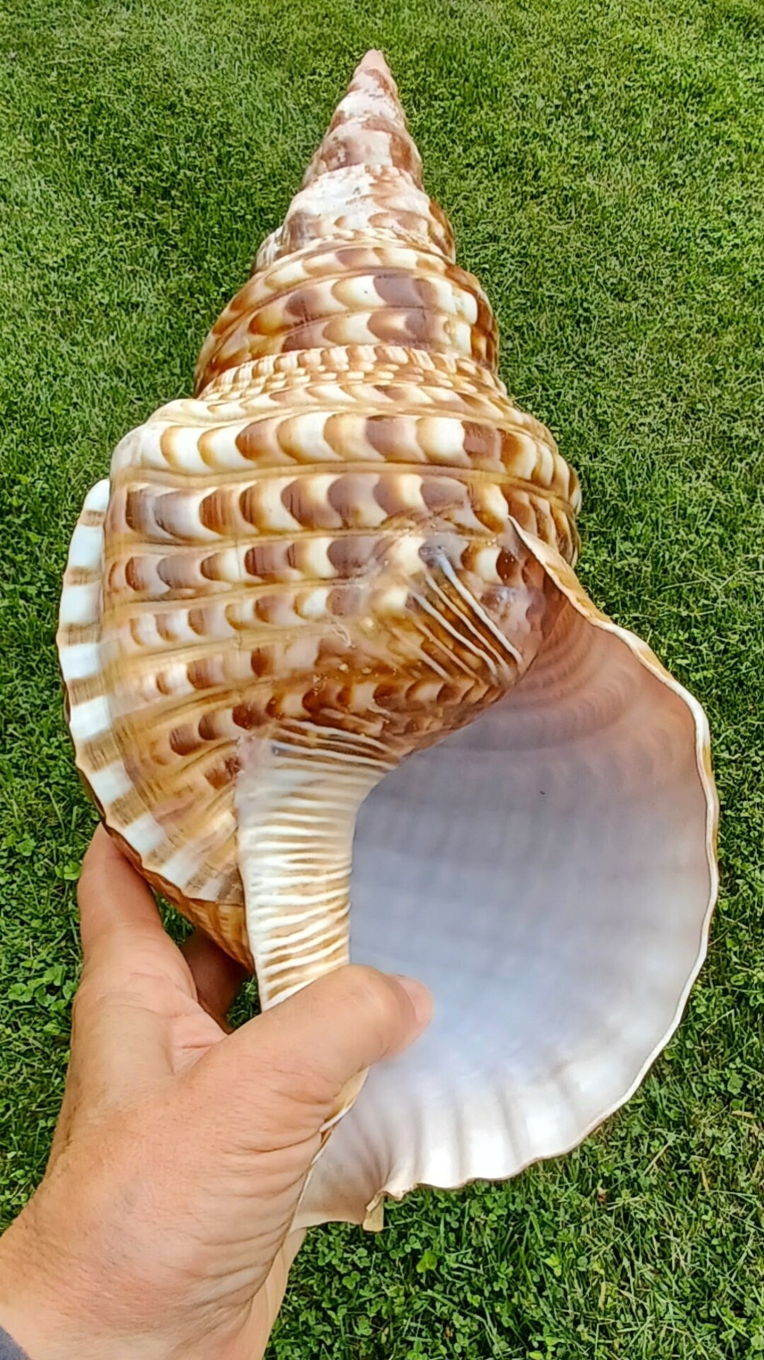 Large Triton Seashell. Beautiful, Natural Decor From the Sea. Rare ...
