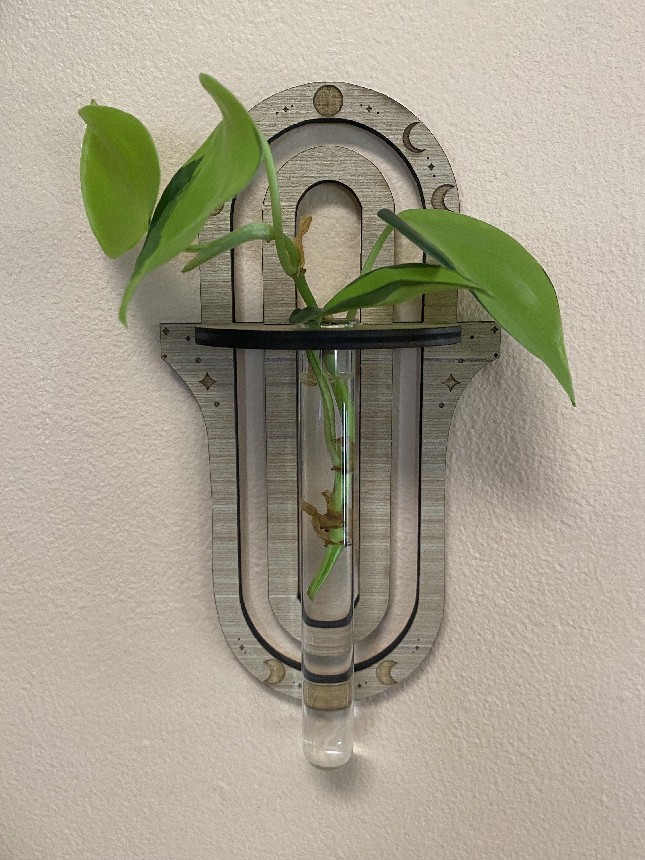 Moon Gate Propagation Station, Houseplant Propagation, Houseplant ...