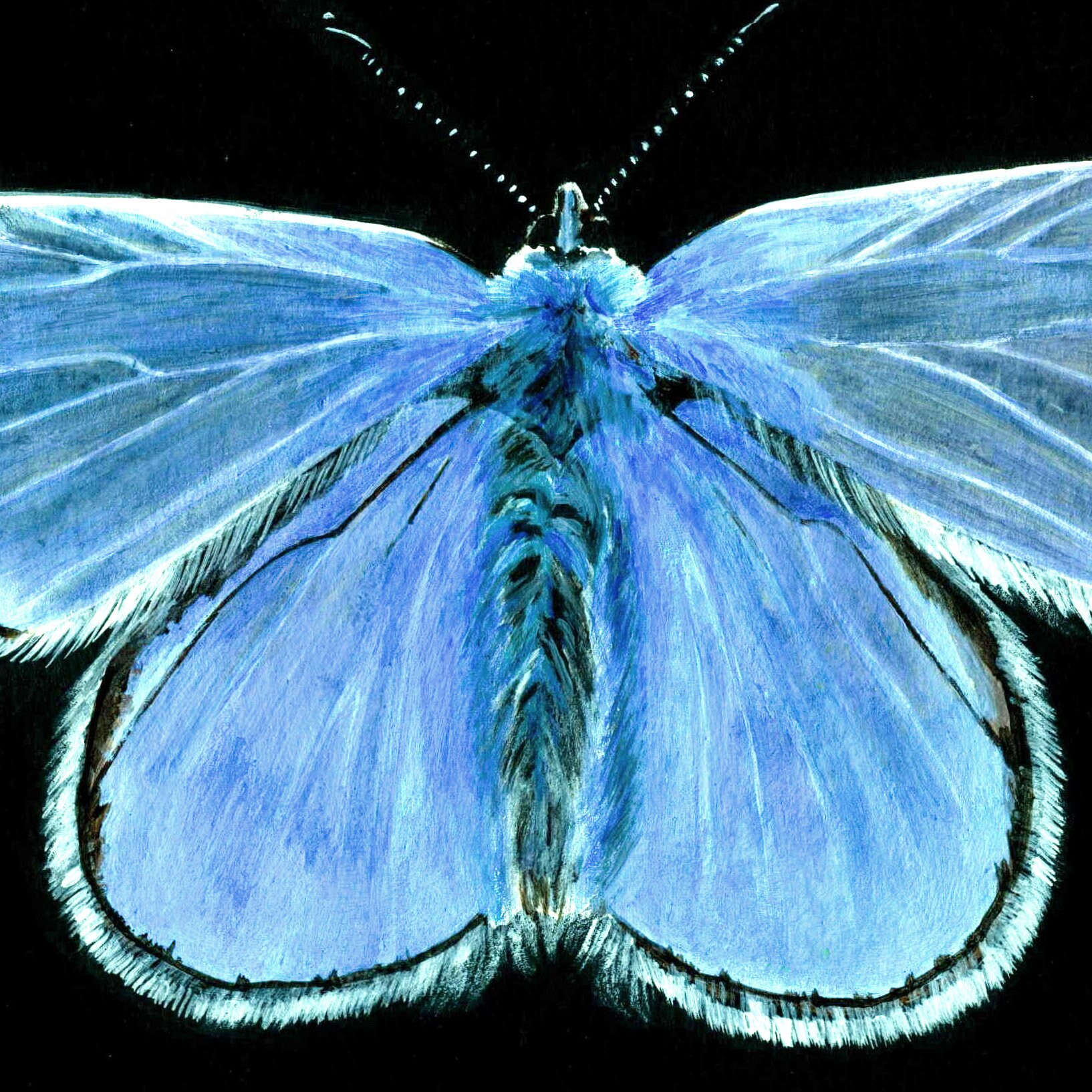 Common Blue Butterfly Print Butterfly Acrylic Painting - Etsy