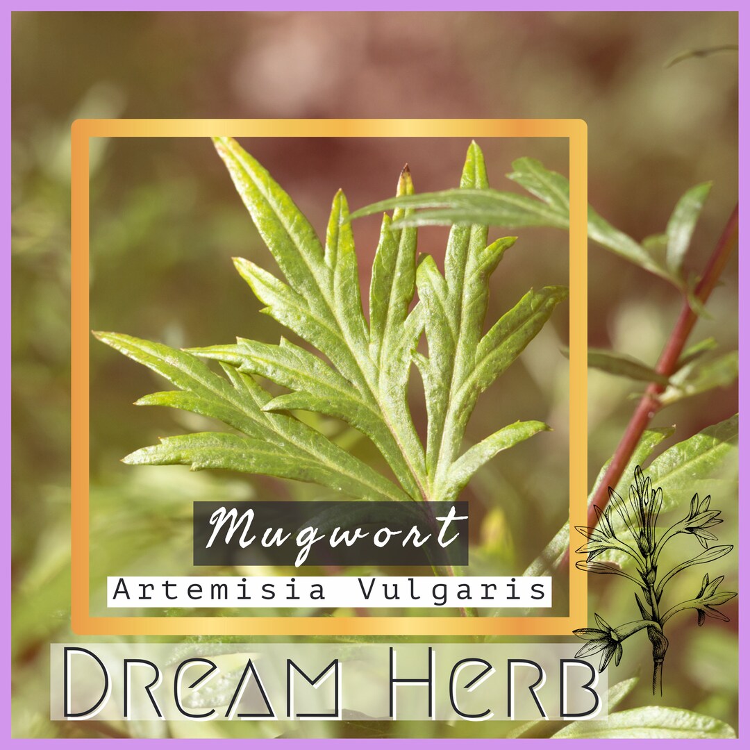 Mugwort & Water Mint Herbal Blend 100g - Artemisia Vulgaris + Mentha ...