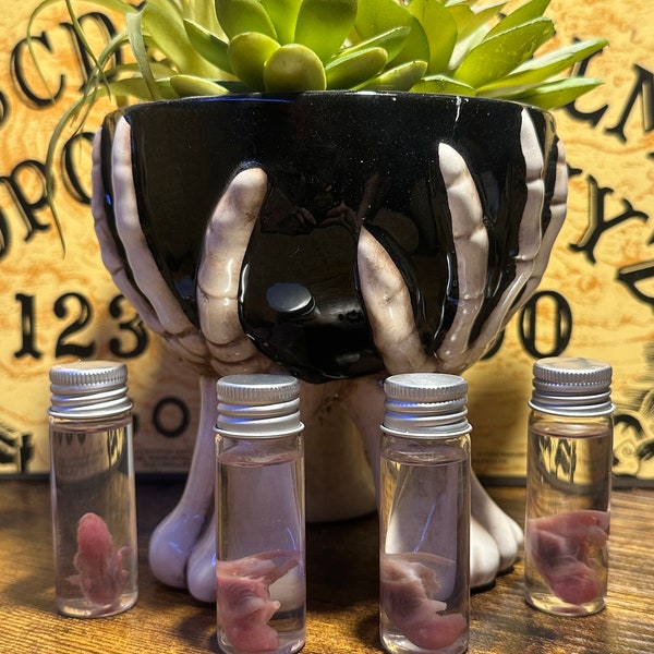 Wet Specimen - Etsy