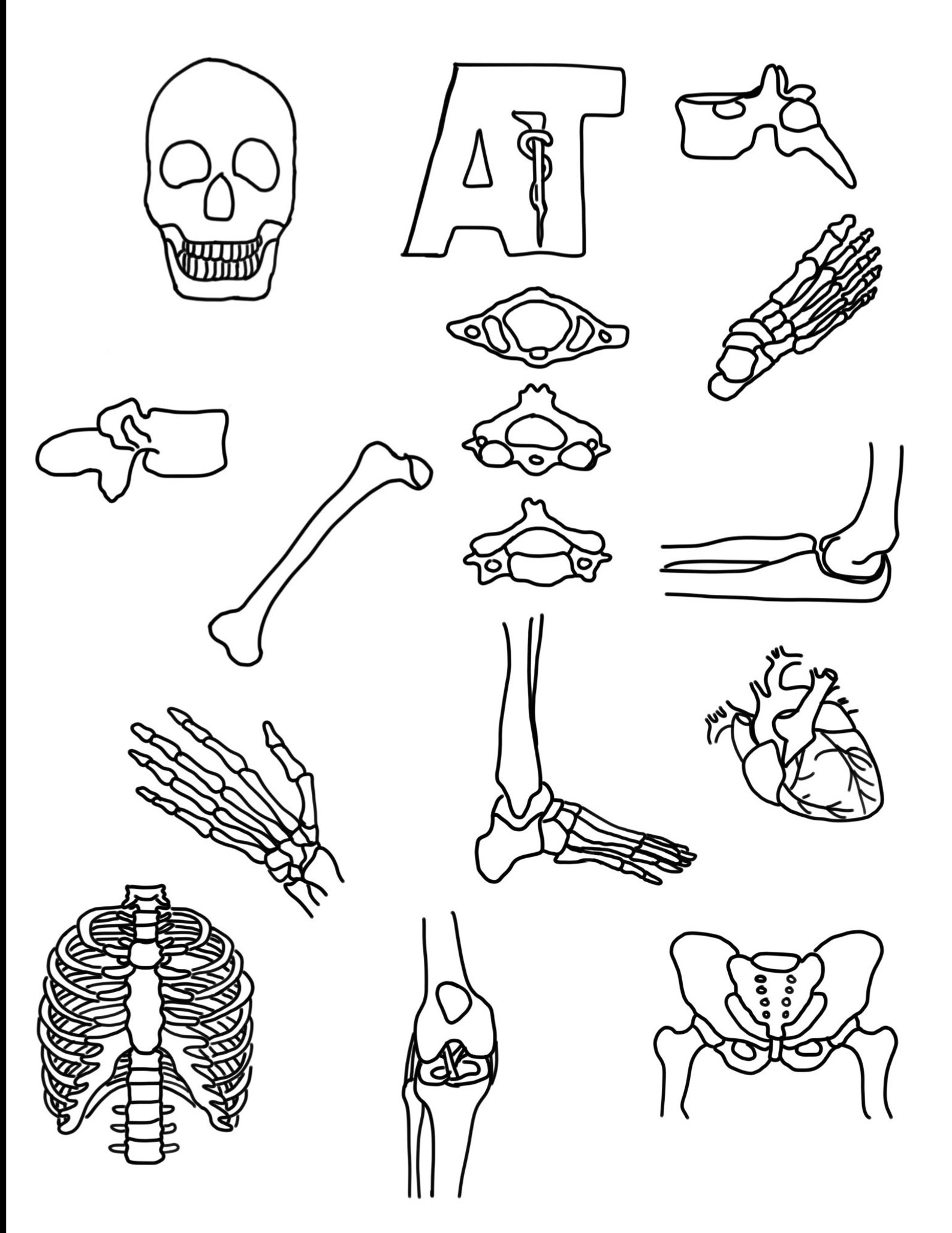 Athletic Trainer Anatomy SVG, Sports Medicine, Athletic Training, Back ...