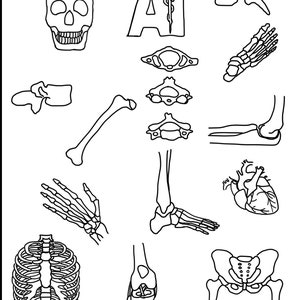 Athletic Trainer Anatomy SVG, Sports Medicine, Athletic Training, Back ...