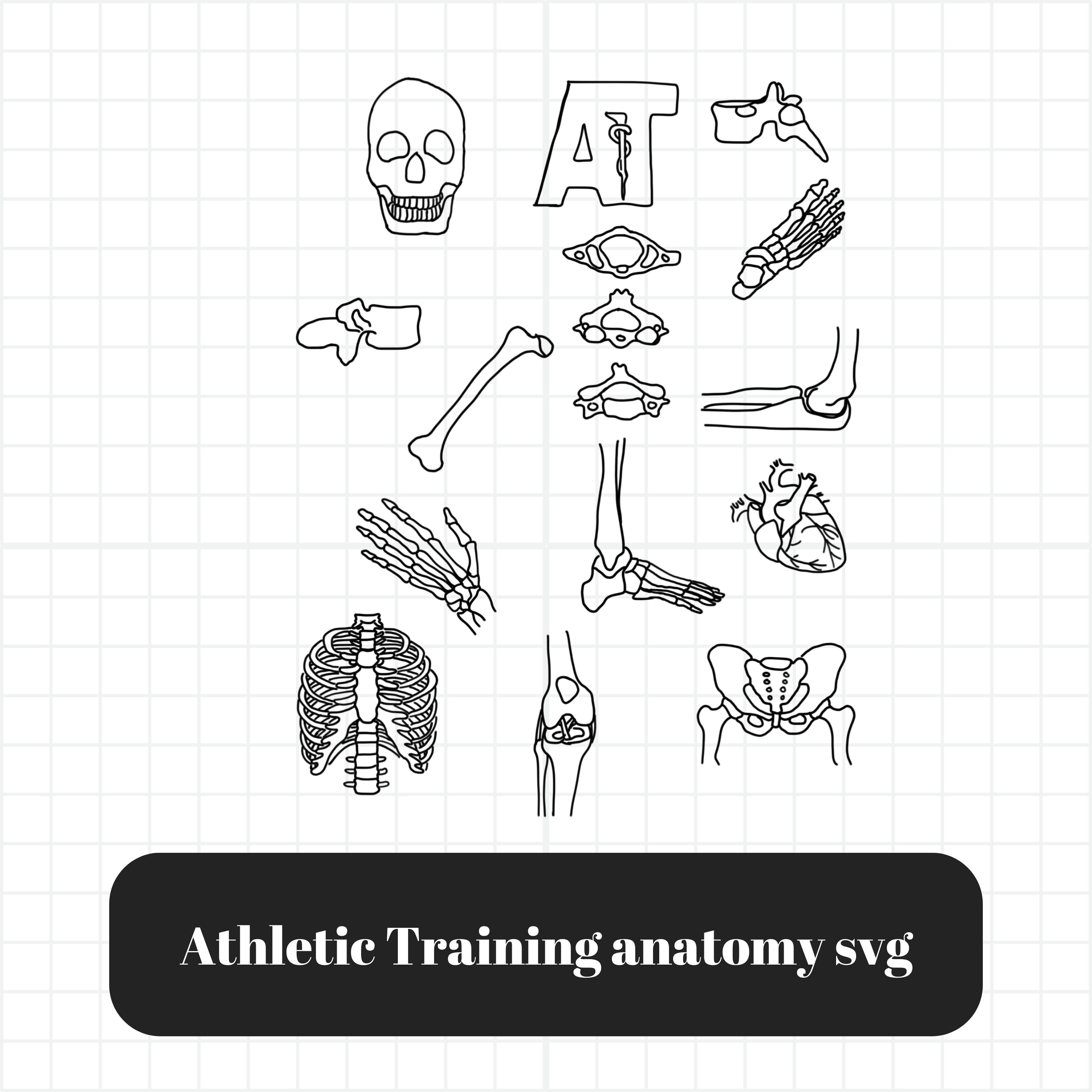 Athletic Trainer Anatomy SVG, Sports Medicine, Athletic Training, Back ...