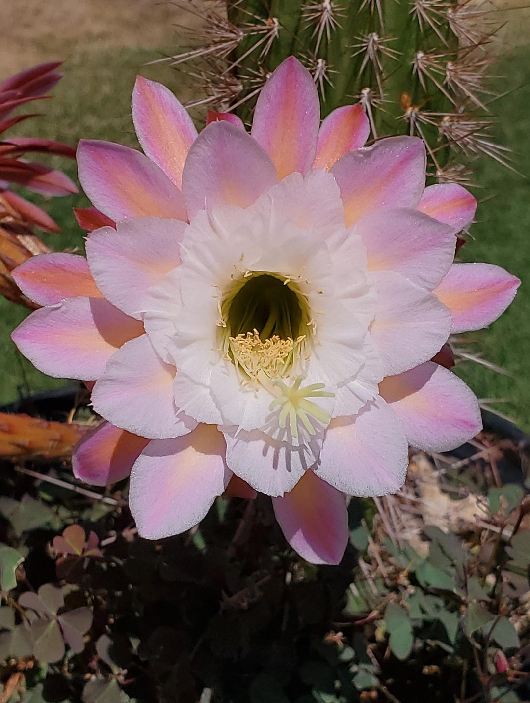 Nahewunder Hildewintera-trichocereus Hybrid – Rooted Cactus Pup ...
