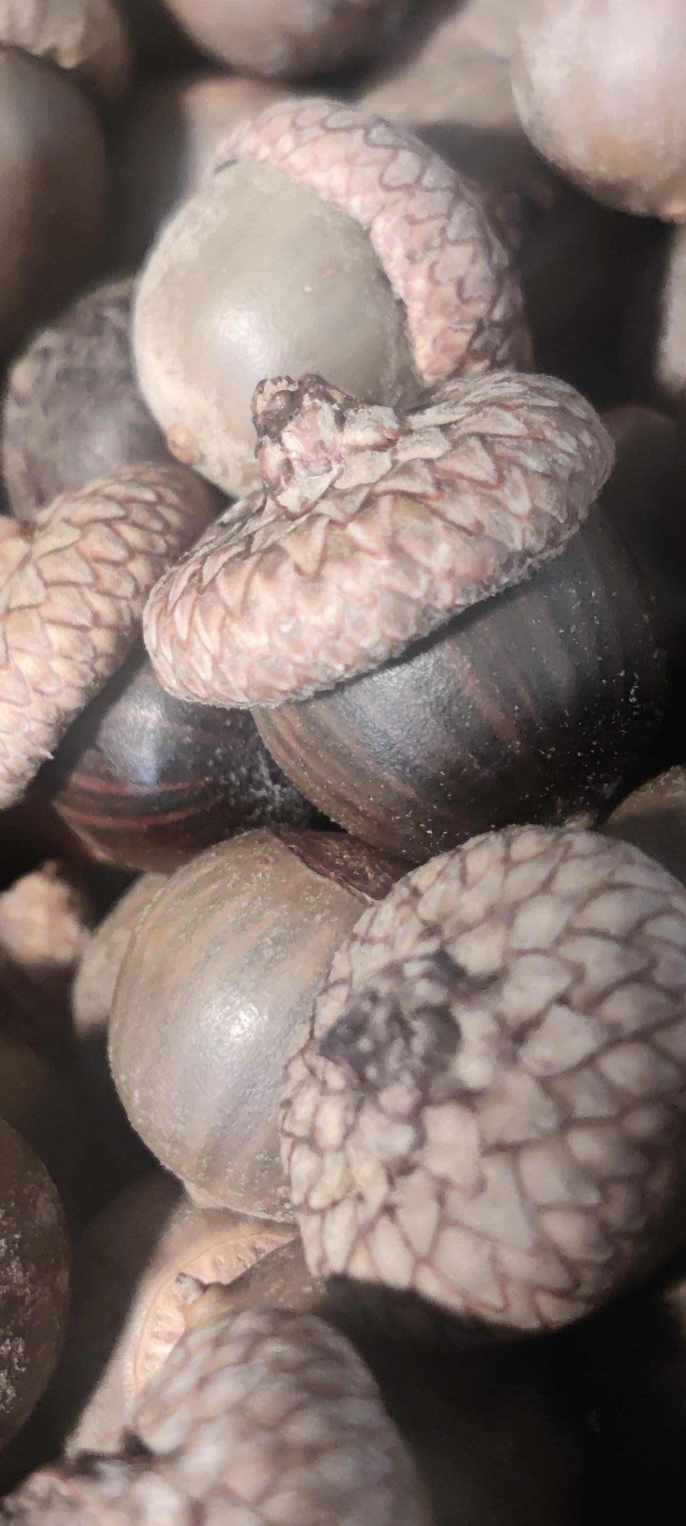 Real Acorns With Caps, Without Cap and Loose Caps Arkansas USA Grown - Etsy