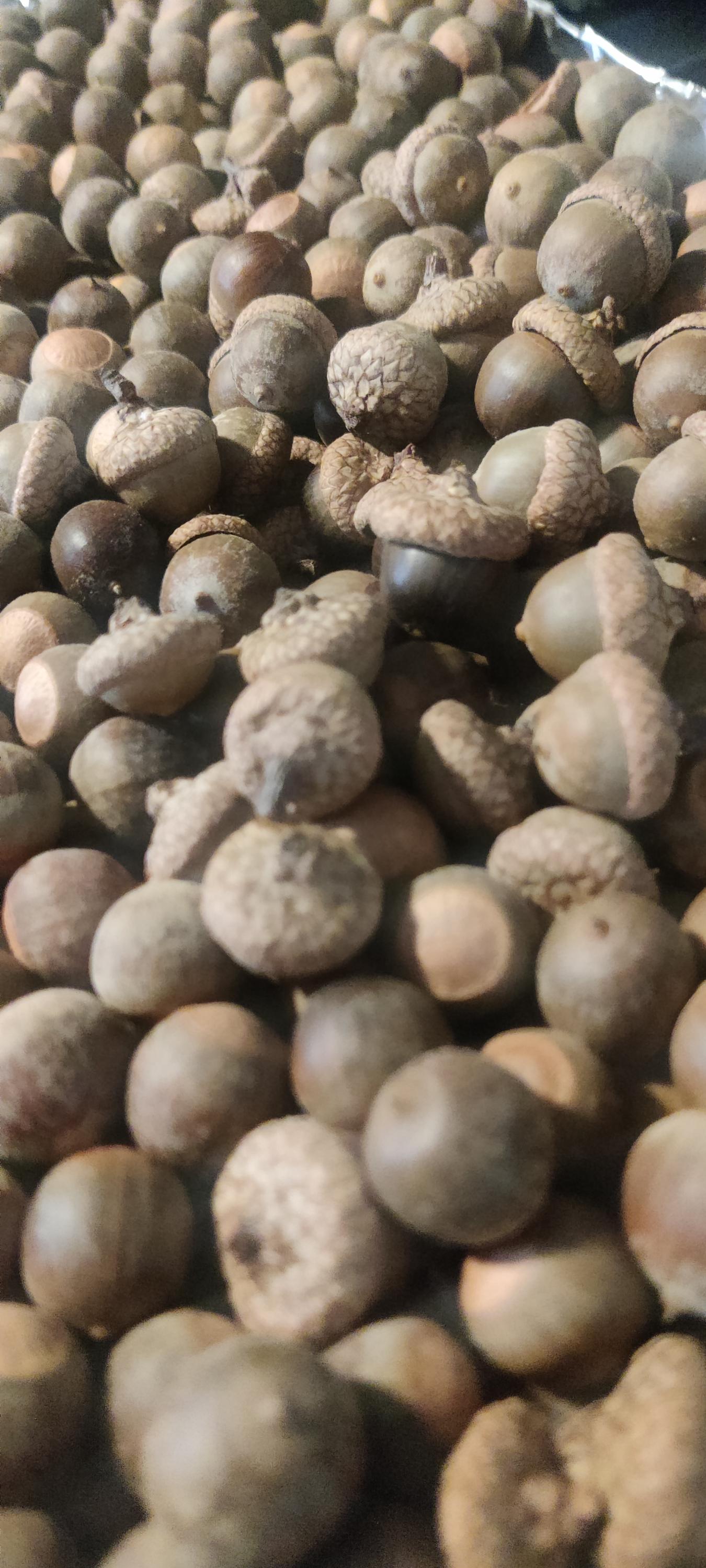 Real Acorns With Caps, Without Cap and Loose Caps Arkansas USA Grown - Etsy