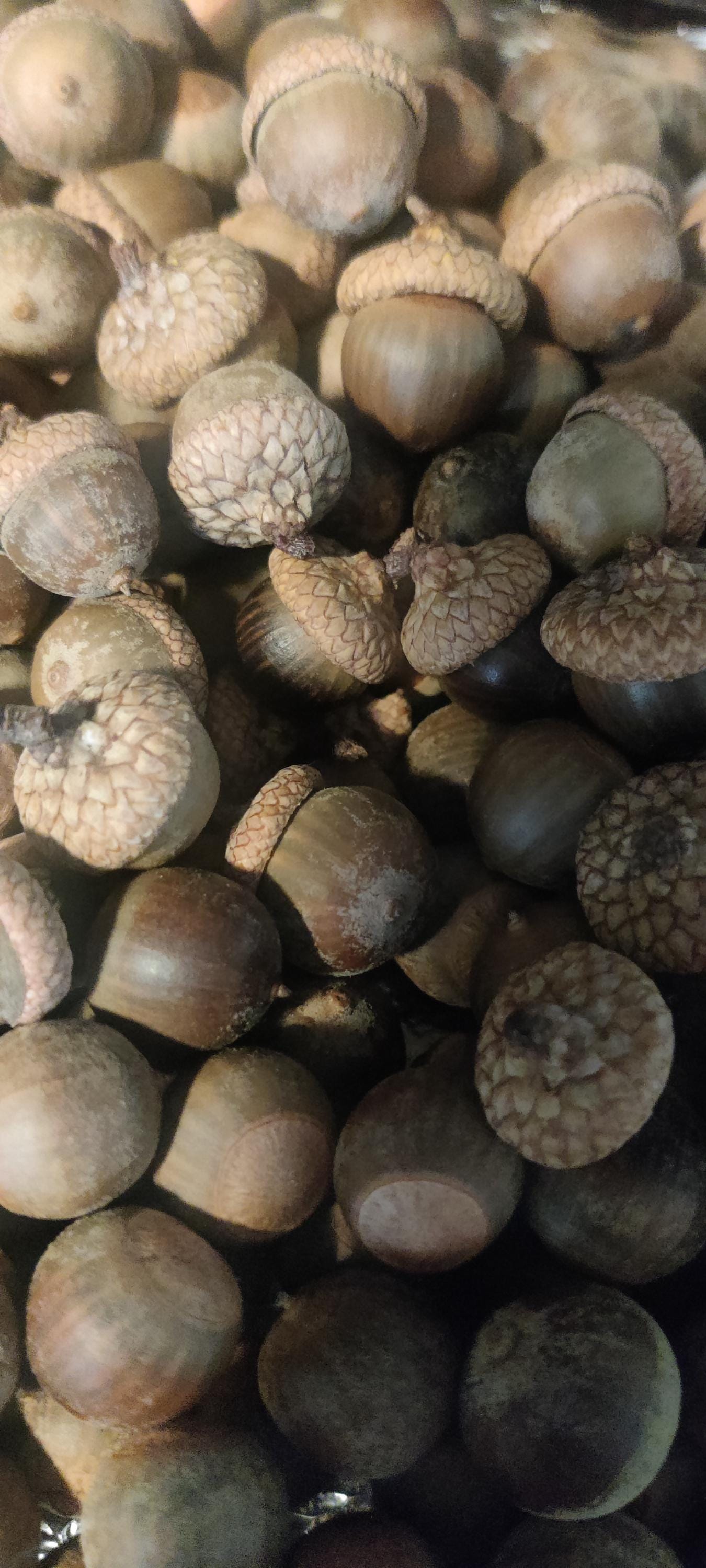 Real Acorns With Caps, Without Cap and Loose Caps Arkansas USA Grown - Etsy