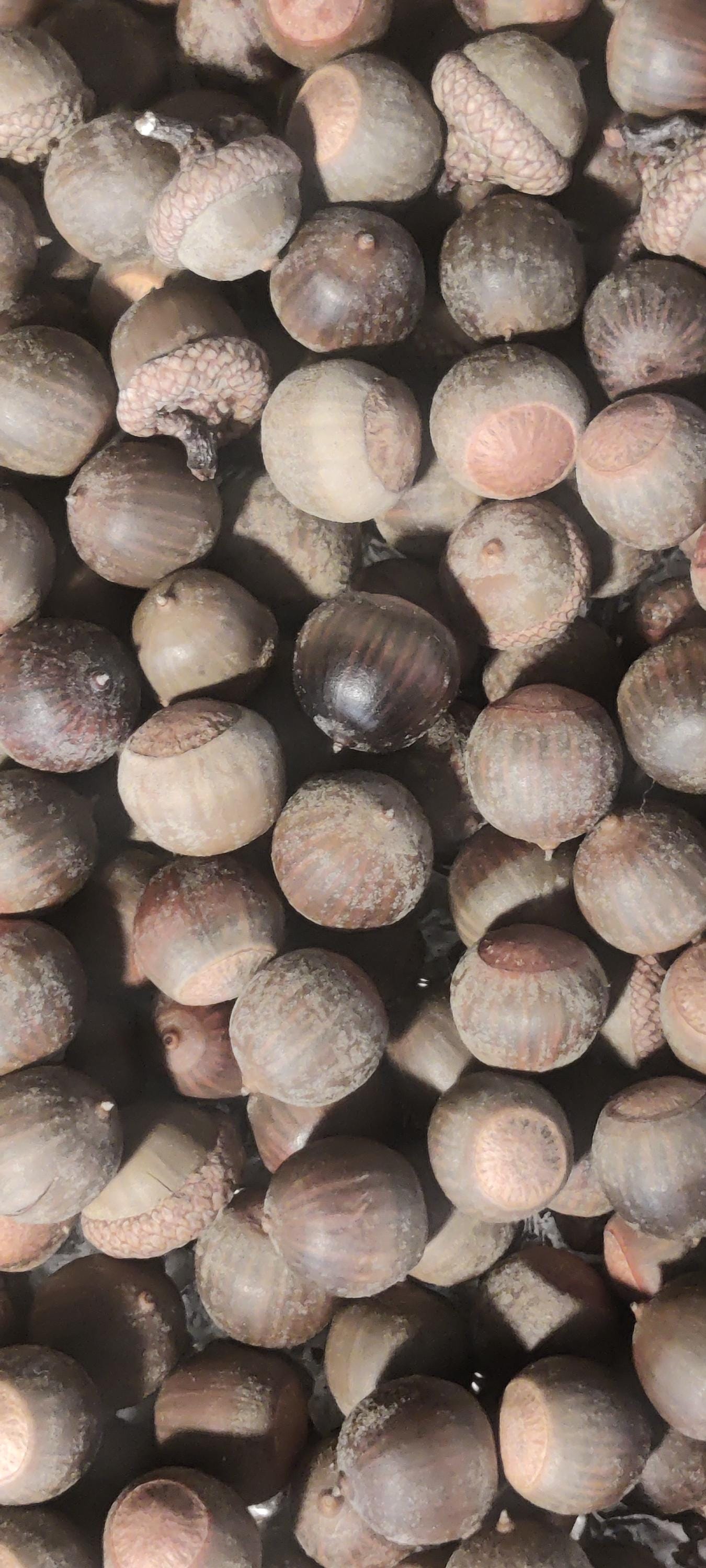 Real Acorns With Caps, Without Cap and Loose Caps Arkansas USA Grown - Etsy