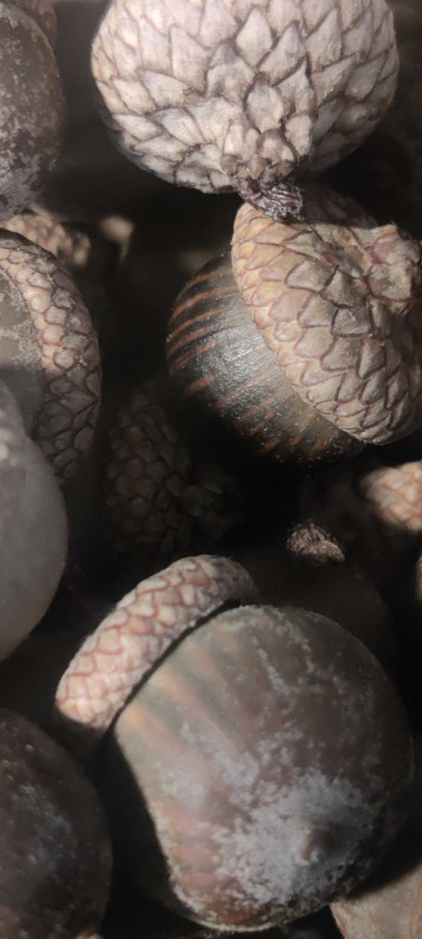 Real Acorns With Caps, Without Cap and Loose Caps Arkansas USA Grown - Etsy