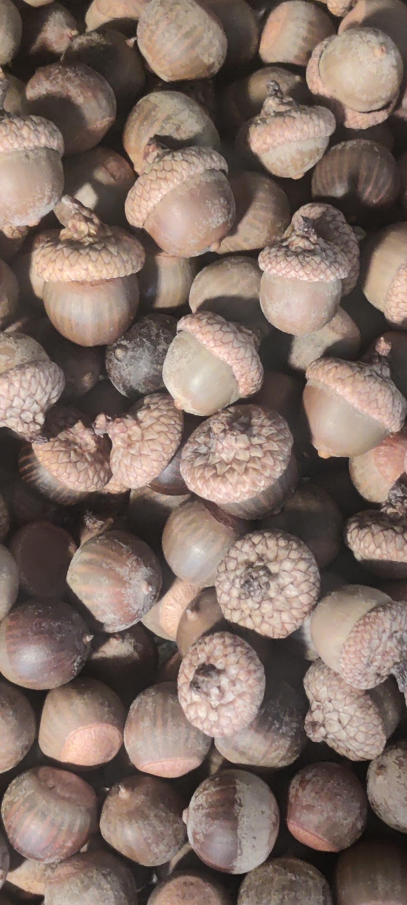 Real Acorns With Caps, Without Cap and Loose Caps Arkansas USA Grown - Etsy