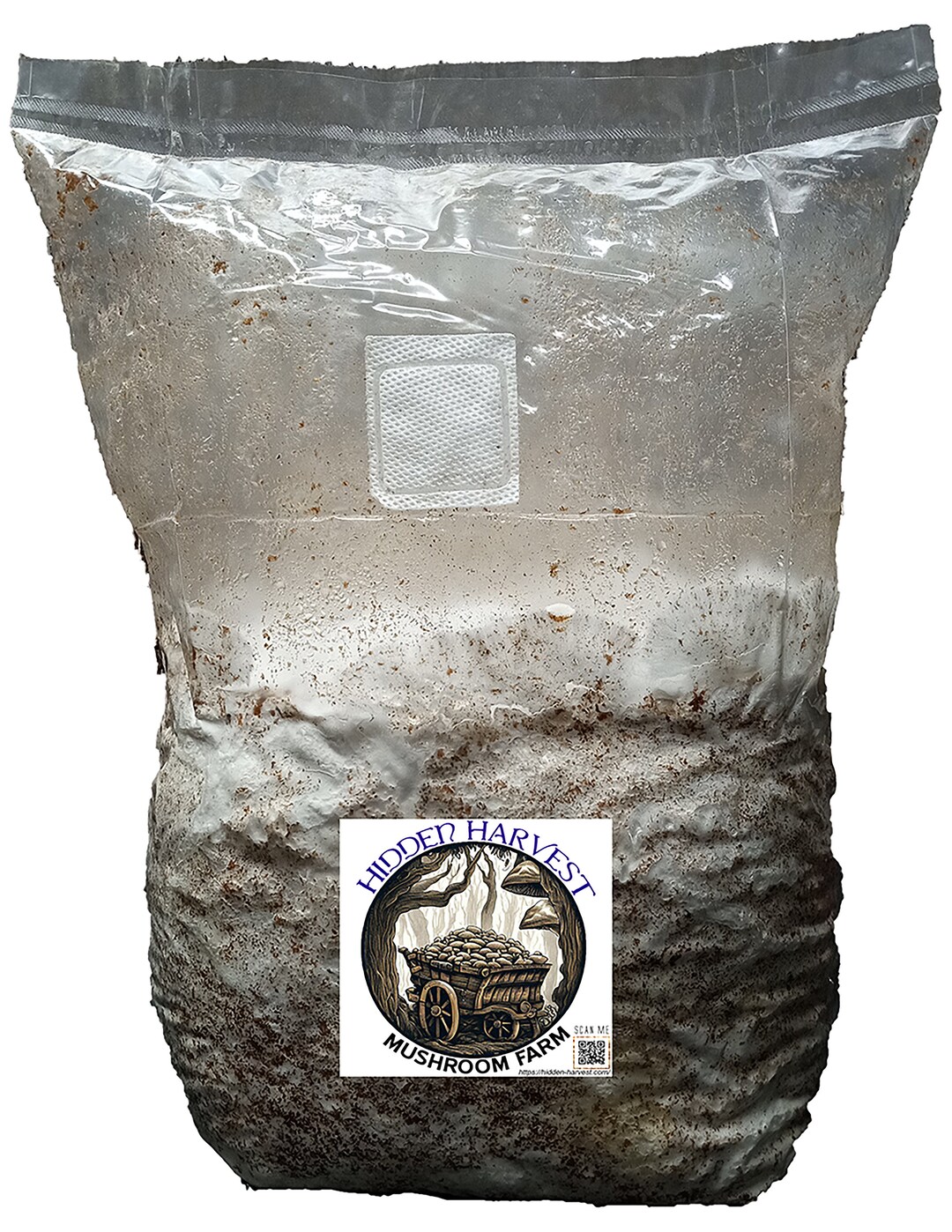 White Elf Oyster pleurotus Nebrodensis Mushroom Block Kit 10lb, Grow on ...