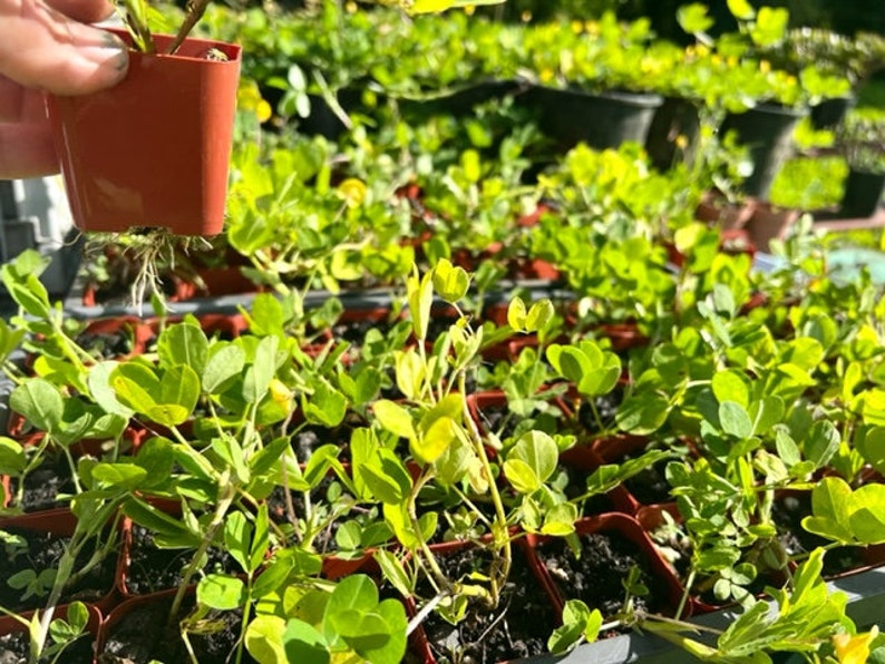 Ecoturf Perennial Peanut,50, 2-inch Pots-no-mow, Nitrogen Fixing ...