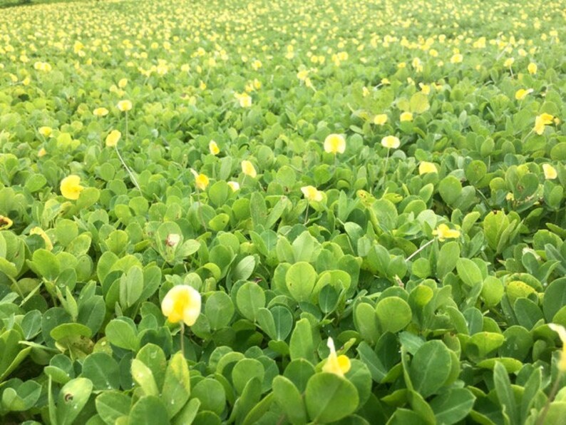 Ecoturf Perennial Peanut,50, 2-inch Pots-no-mow, Nitrogen Fixing ...