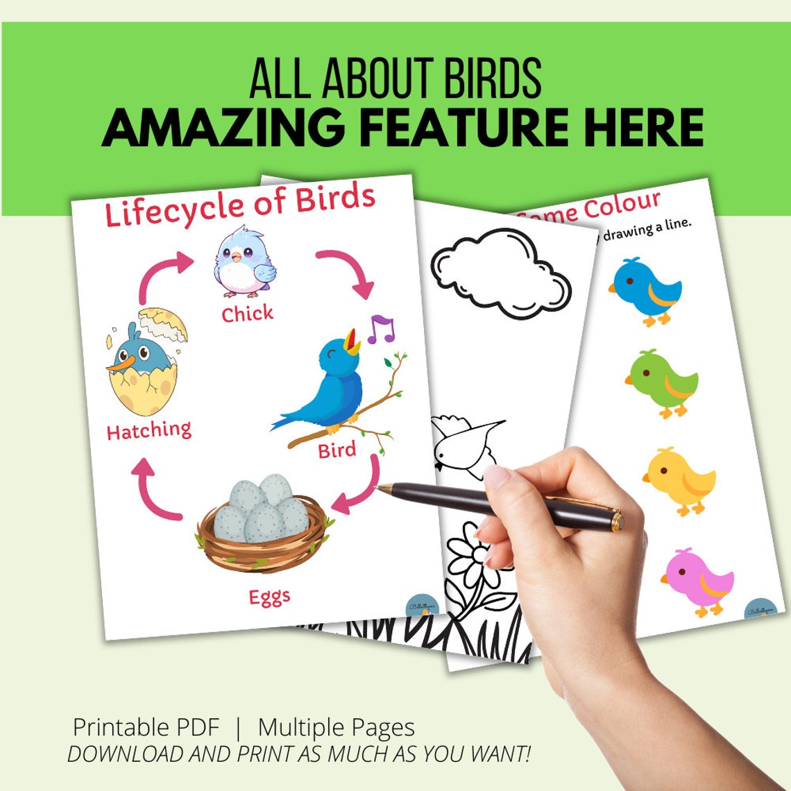 All About Birds Kids Activity Printables, Birds Printables, Bird ...