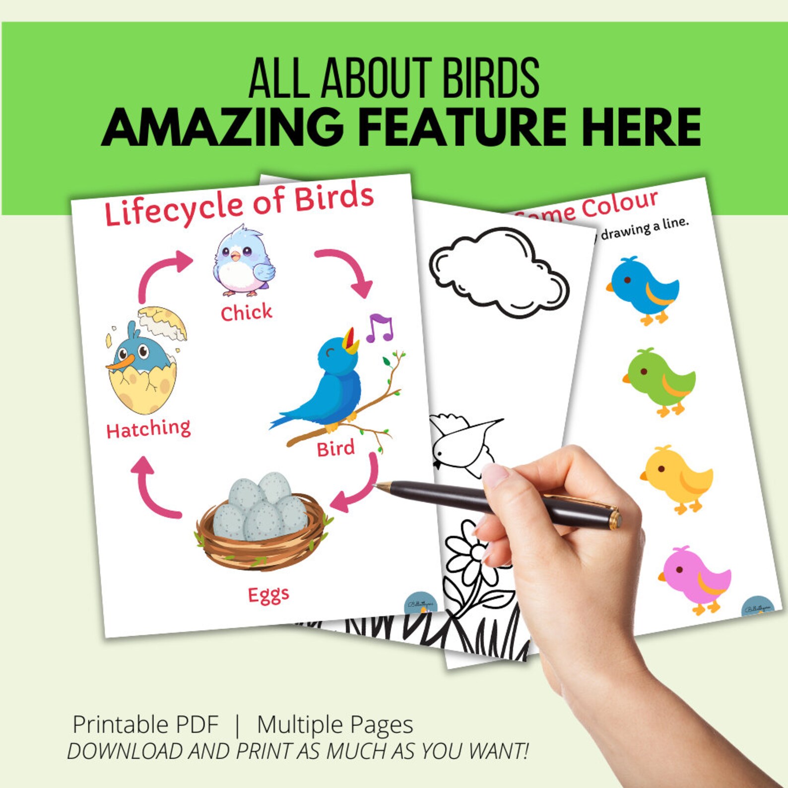 All About Birds Kids Activity Printables, Birds Printables, Bird ...