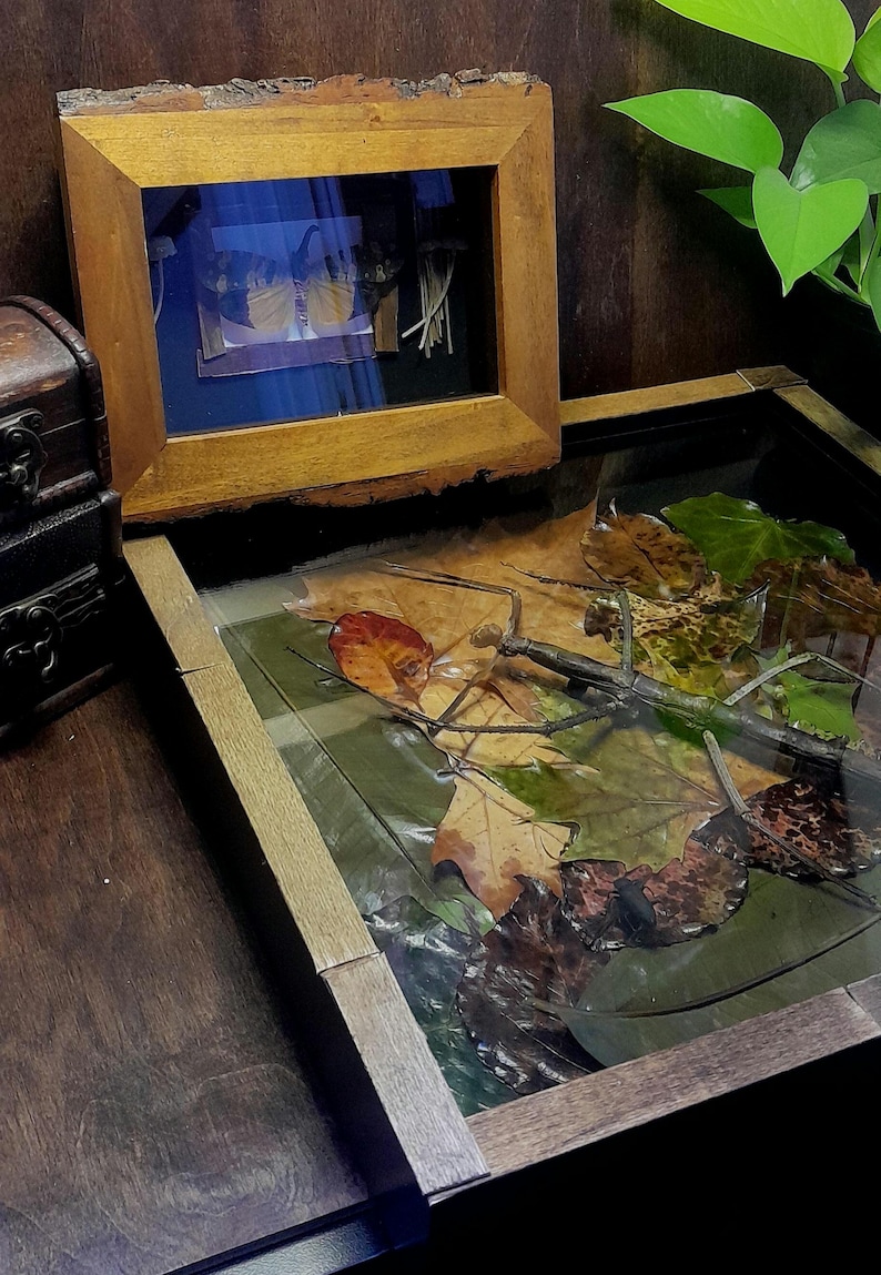 Stick Insect Taxidermy - Etsy