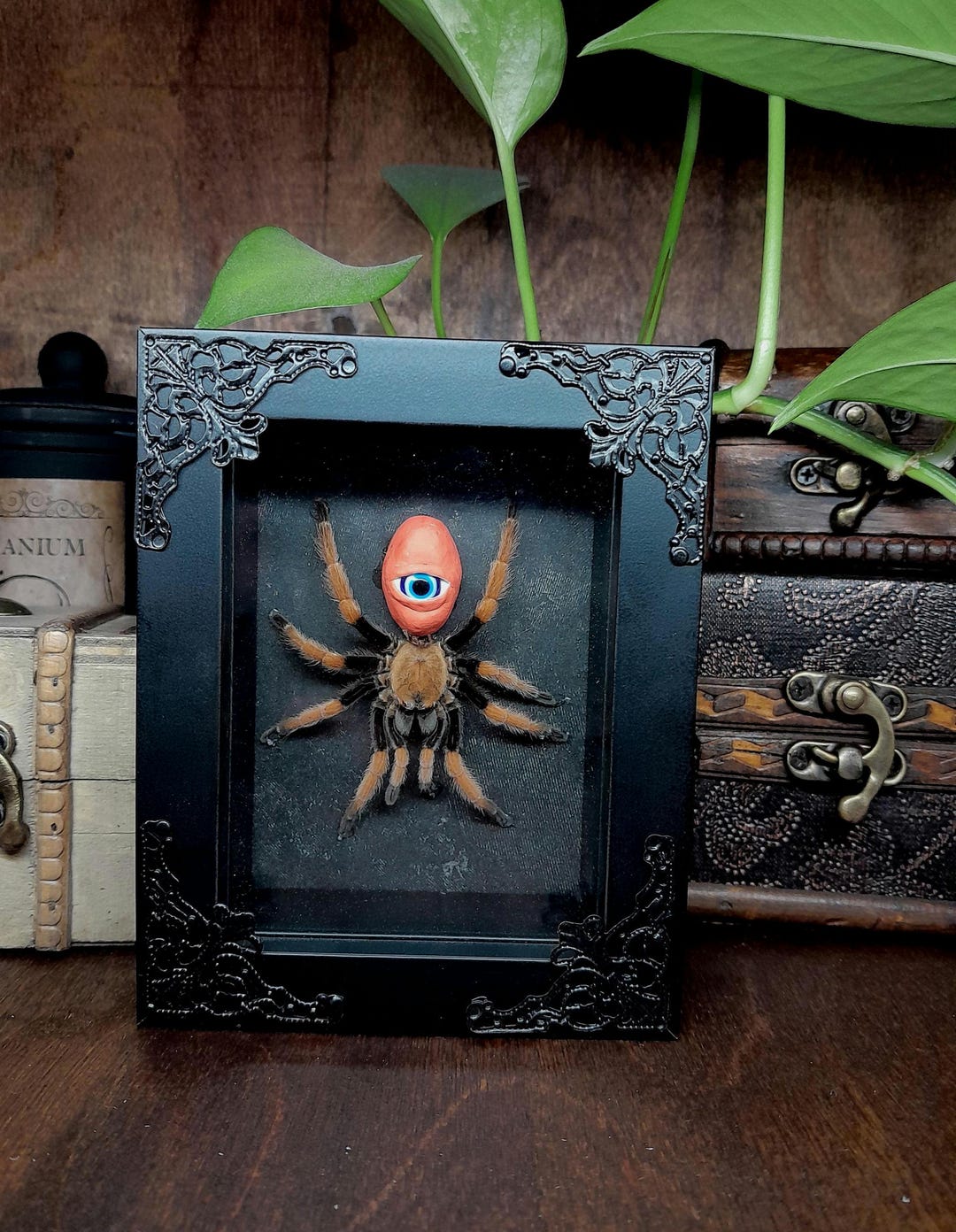 Goth Taxidermy Tarantula (evil Eye Collection) - Etsy