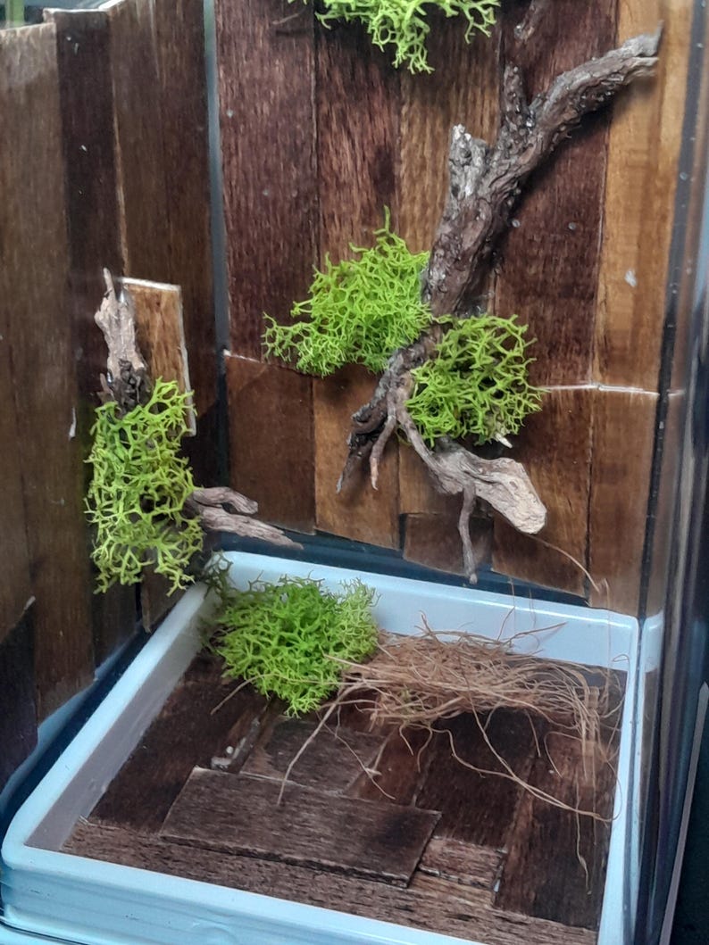 Jumping Spider Enclosure With a Cabin Vibe. This is THE CABIN Tall ...