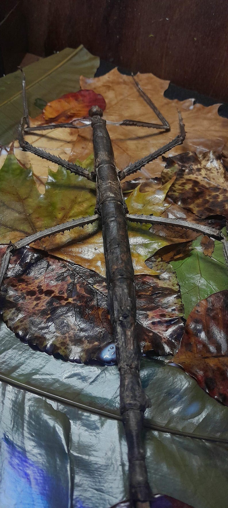 Stick Insect Taxidermy - Etsy