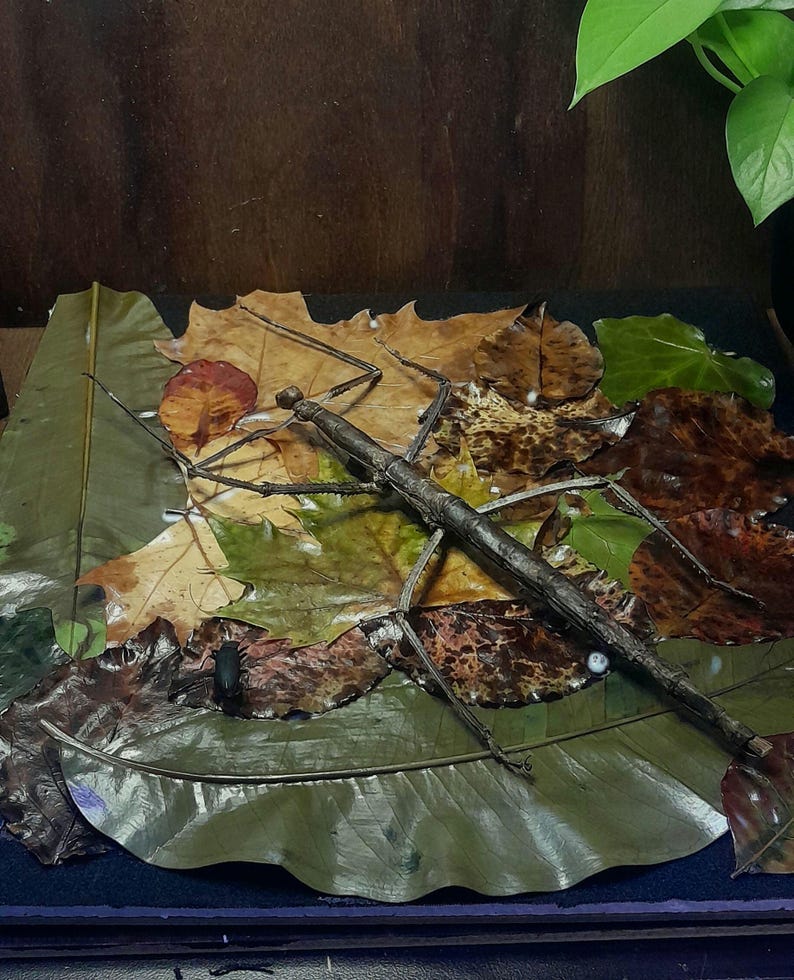 Stick Insect Taxidermy - Etsy