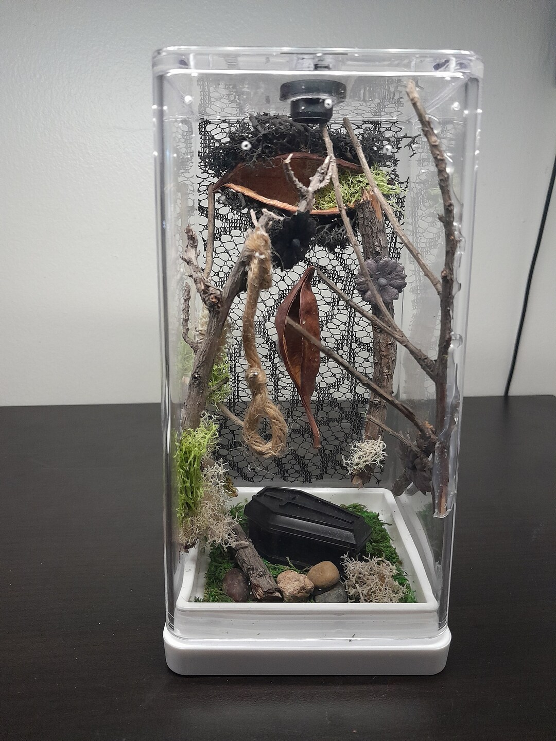 Jumping Spider Enclosure With an Elegant GOTH Twist. This the - Etsy