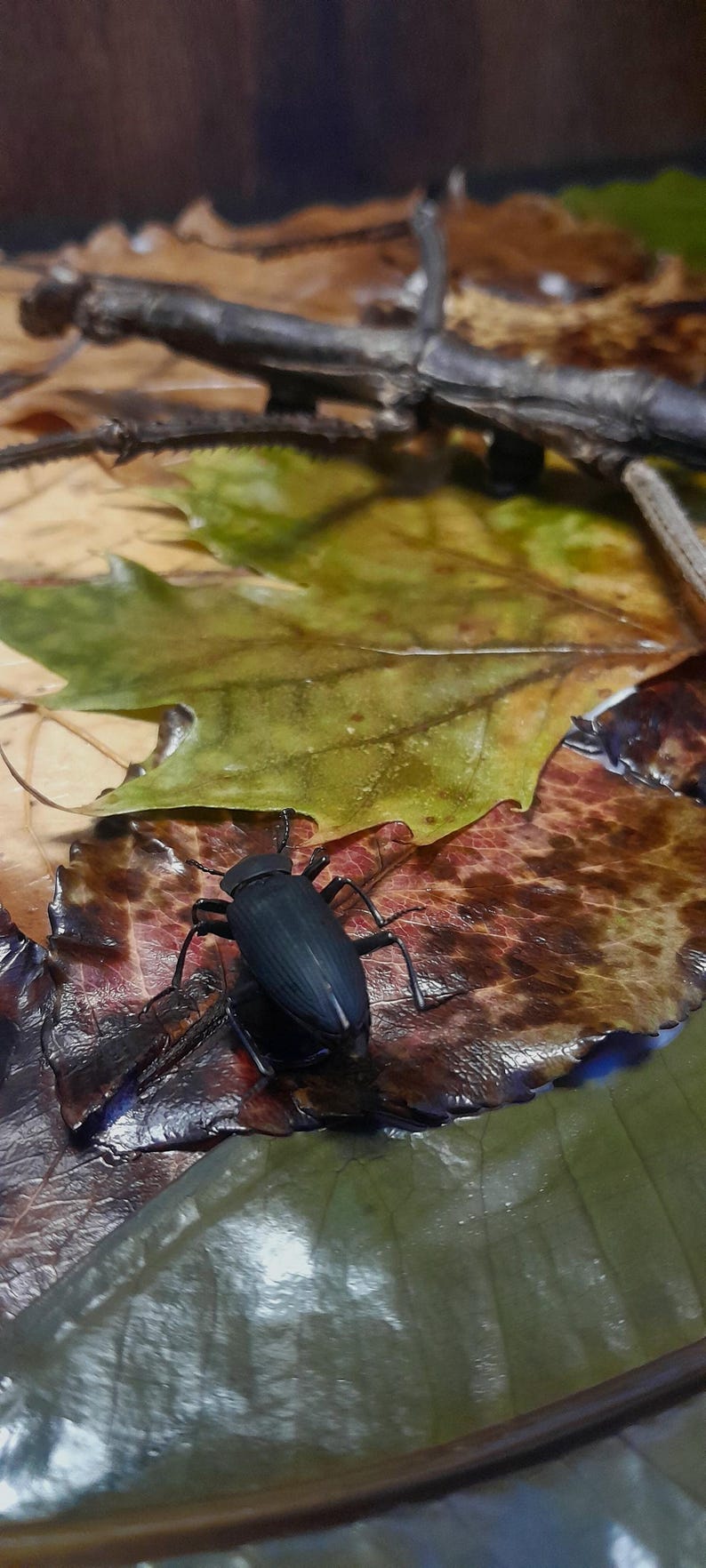 Stick Insect Taxidermy - Etsy