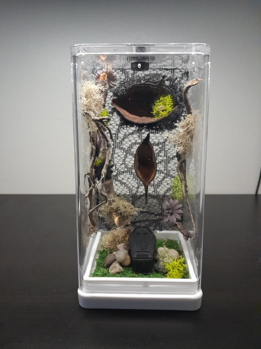 Jumping Spider Enclosure With an Elegant GOTH Twist. This the - Etsy