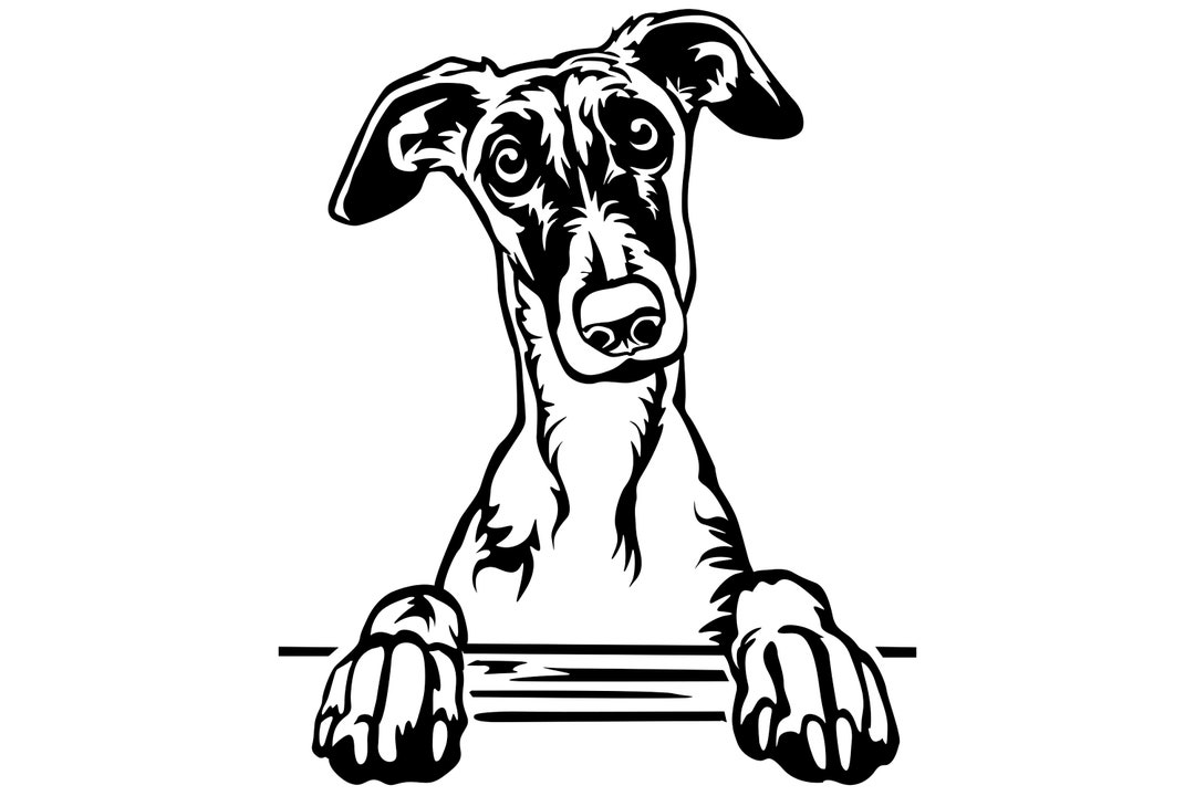 GALGO Spanish Greyhound - Sticker - Purebred Dog Sticker - Car Sticker ...