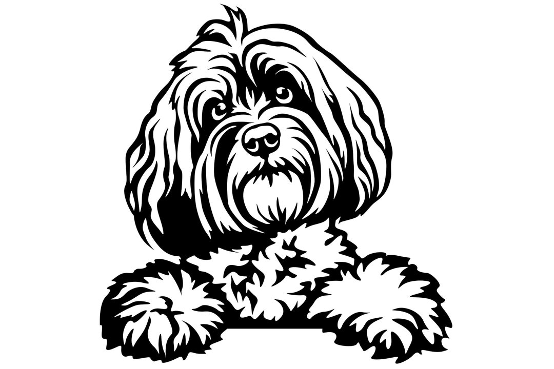 HAVANESE Sticker Purebred Dog Sticker Car Sticker Sticker Havanese Head ...