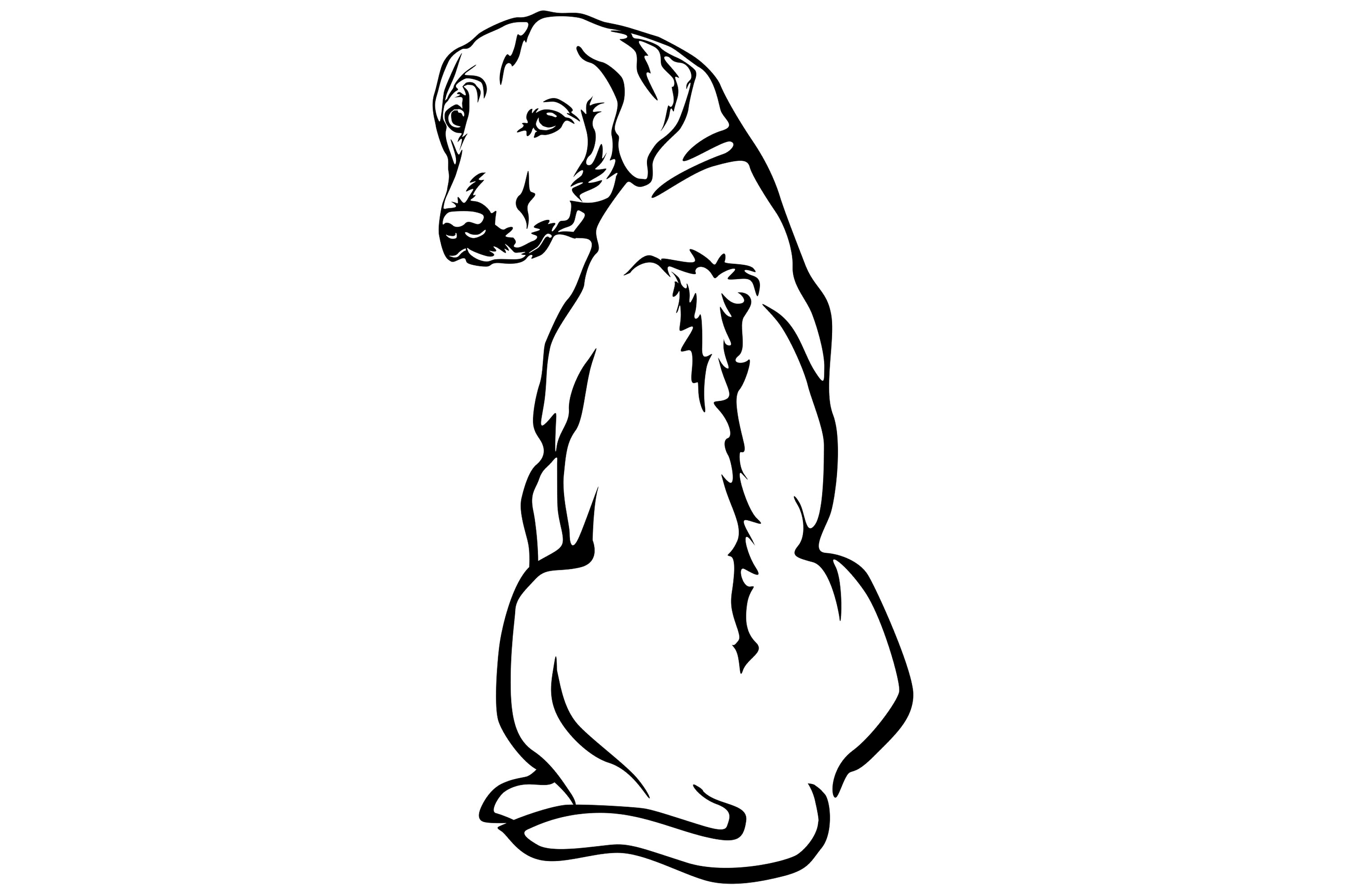 RHODESIAN RIDGEBACK Decal Bumper Sticker Sticker Ridgeback 4251 - Etsy