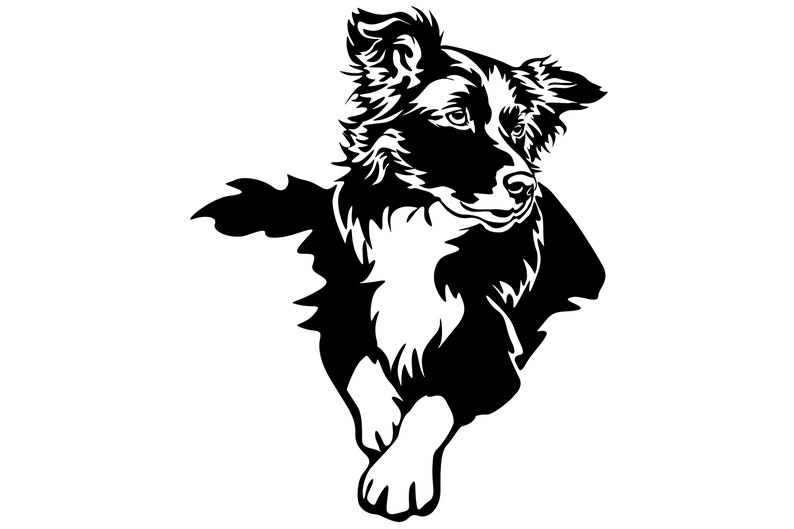 BORDER COLLIE Decal Bumper Sticker Sticker 4289 - Etsy