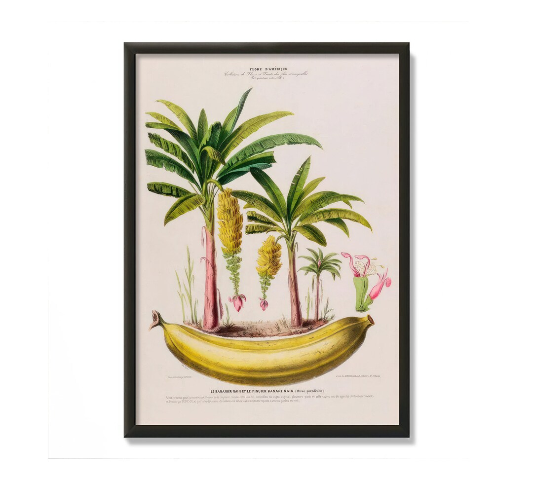 Vintage Botanical Print Banana Tree Poster 19th Century Antique French ...