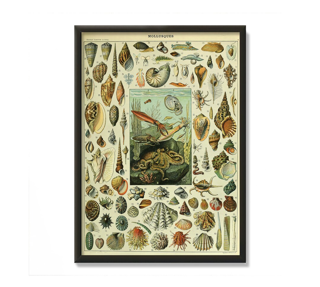 Vintage Mollusc Science Print Adolphe Millot Poster Mollusk Poster Home ...