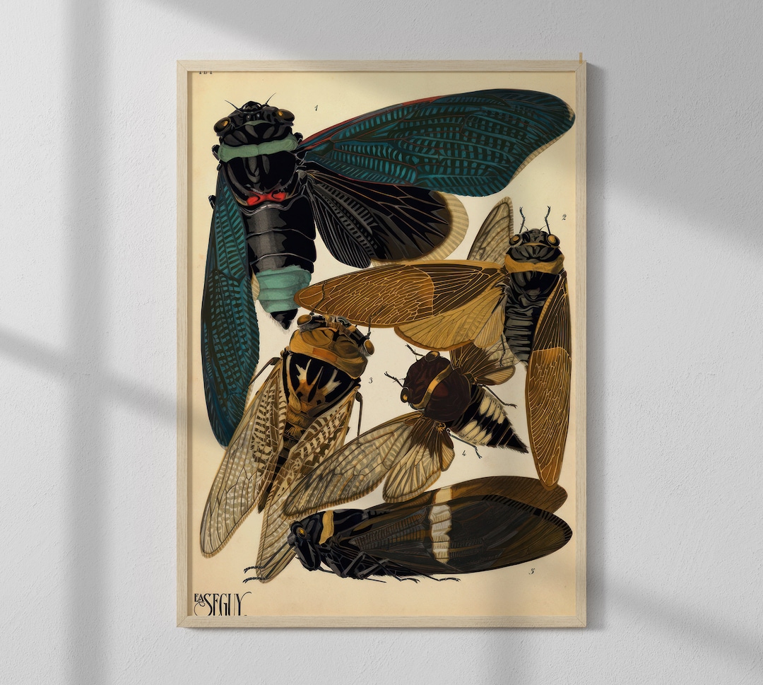Insects Vintage Cicadas Print, Insect Poster Home Decor Larousse ...