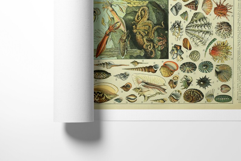 Vintage Mollusc Science Print Adolphe Millot Poster Mollusk Poster Home ...