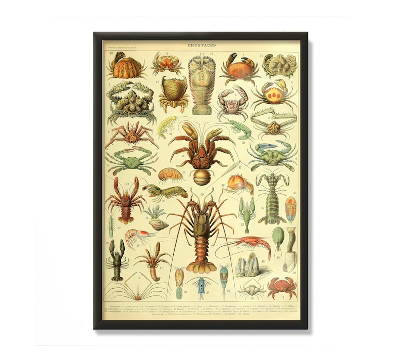 Vintage Science Print 1909 Adolphe Millot Poster Crustacean Poster Home ...