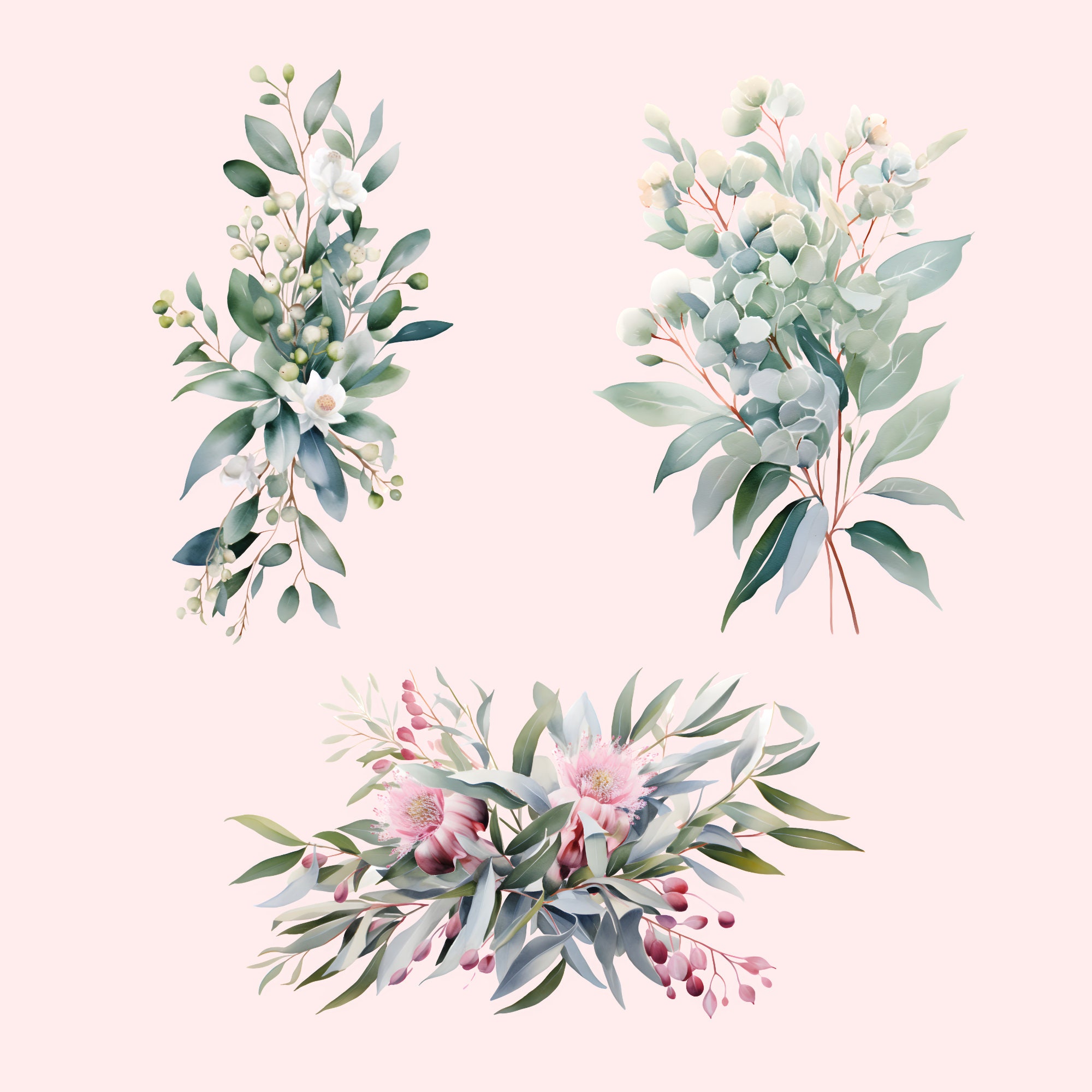 Australian Native Florals Clipart Bundle | Transparent PNG | Commercial ...