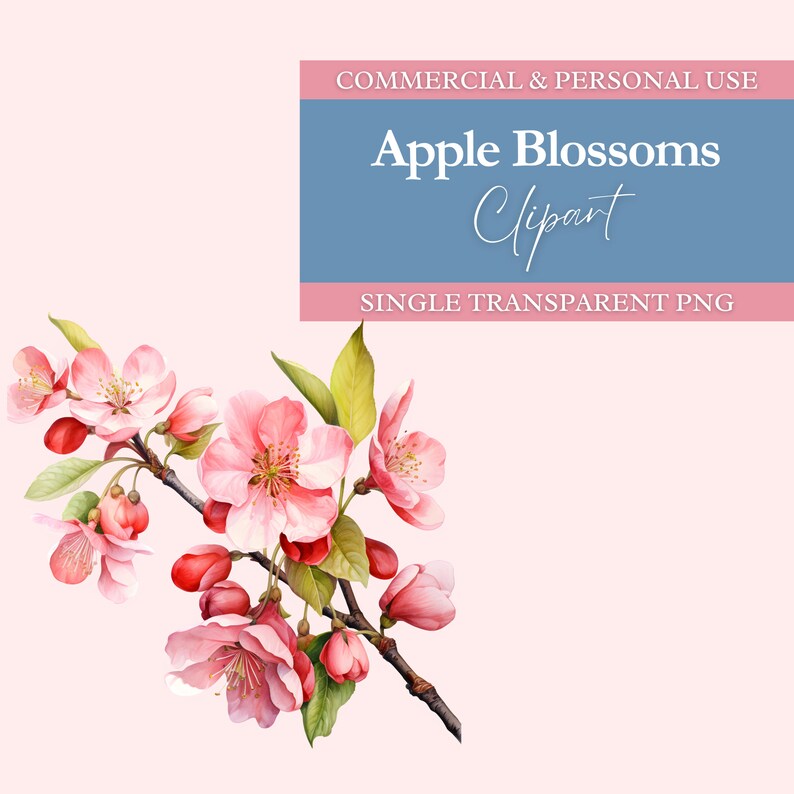 Apple Blossoms Clipart | Transparent PNG | Floral | Commercial Use Clip ...
