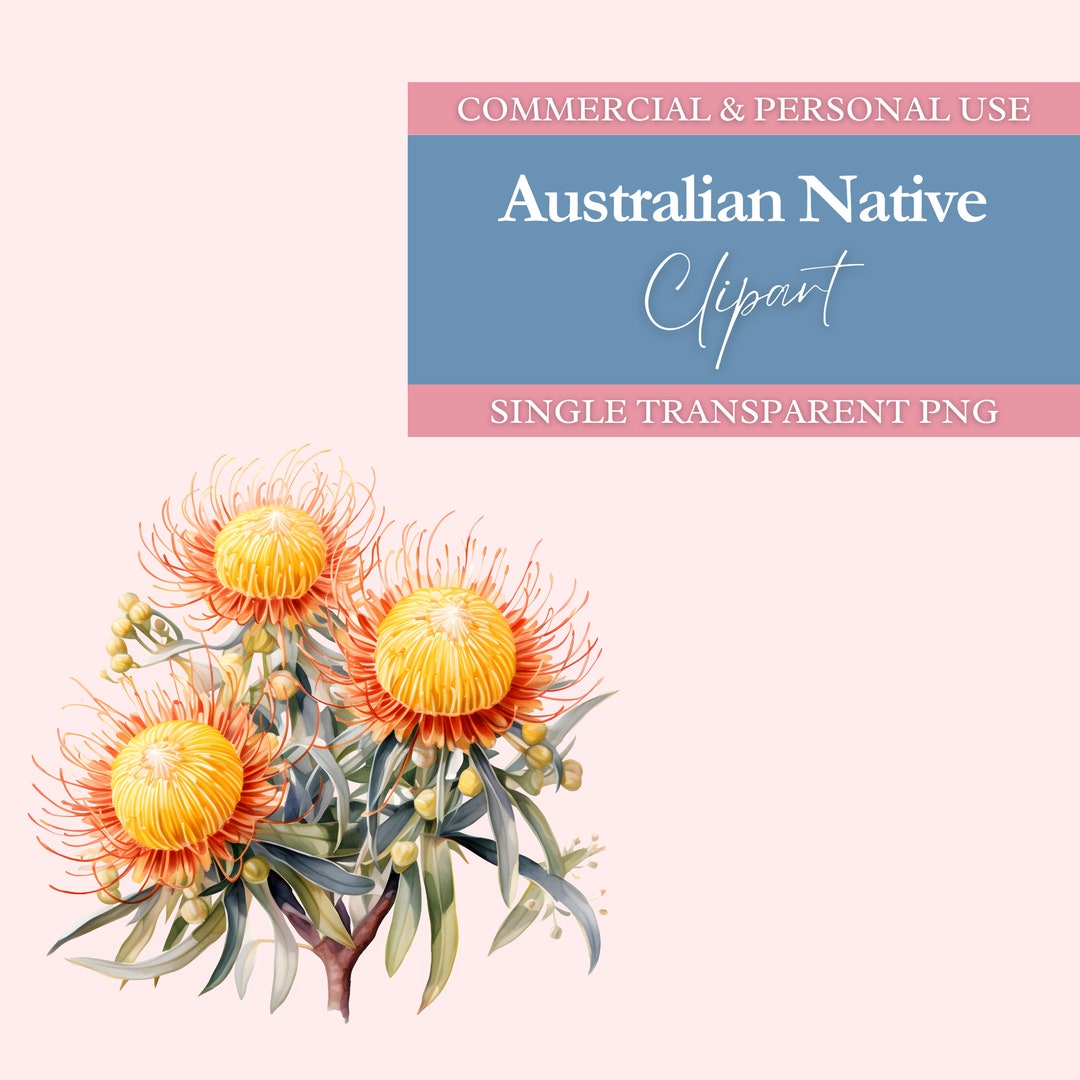 Australian Native Floral Flower Clipart Transparent PNG Commercial Use ...