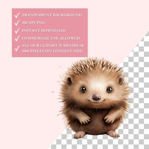 Hedgehog Clipart Transparent PNG Commercial Use Clip Art Watercolor ...