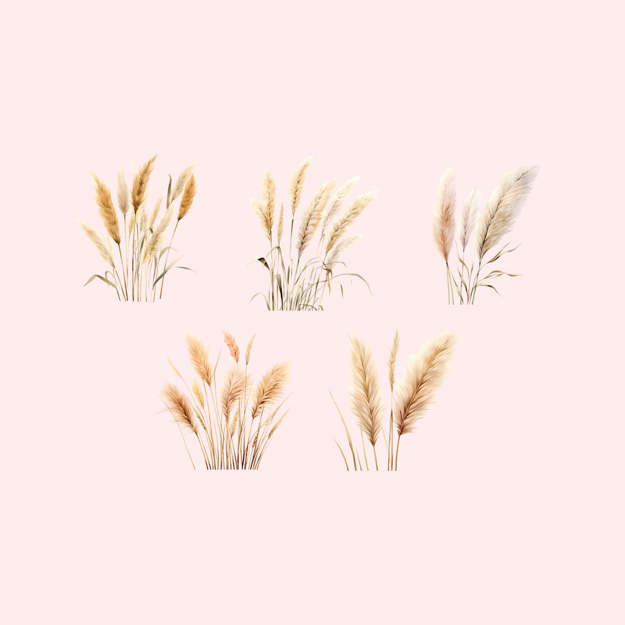 Pampas Grass Clipart Bundle | Transparent PNG | Commercial Use Clip Art ...
