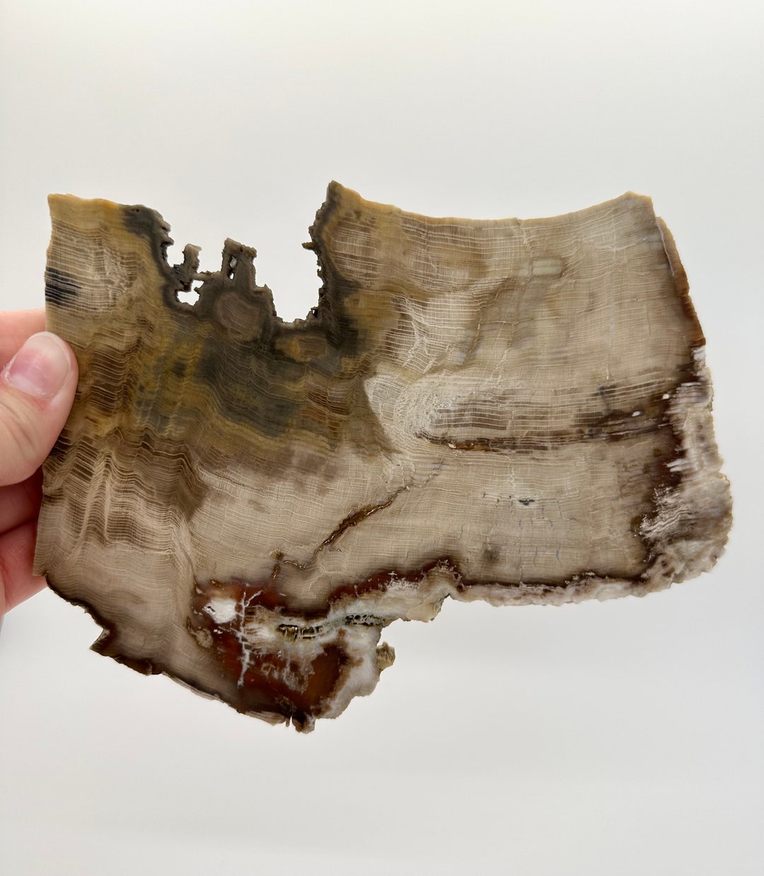 Washington State Petrified Wood Slice, Natural Fossilized Wood Slab ...