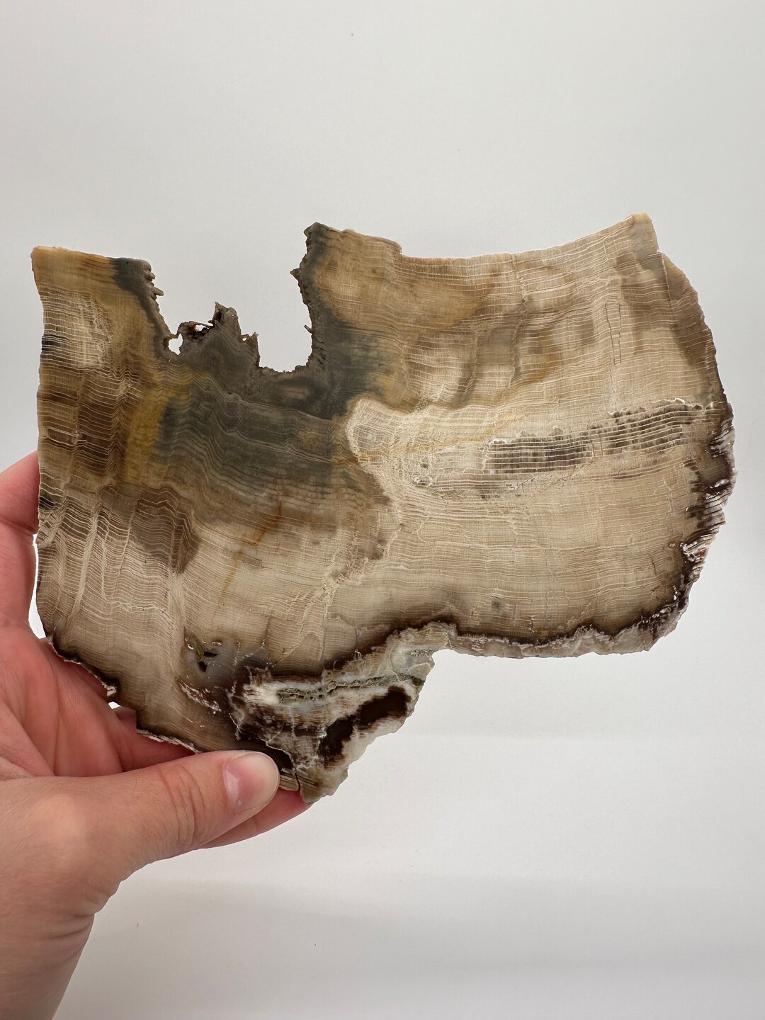 Petrified Wood Slice, Polished Fossilized Wood Slab, Washington State Rocks and Minerals ...