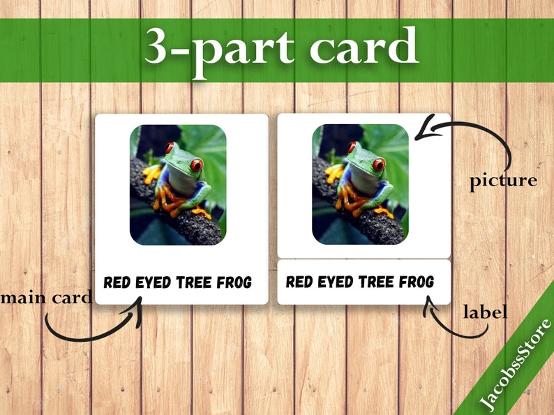 RAINFOREST ANIMALS 12 Editable Flashcards for Kids Flash Cards ...