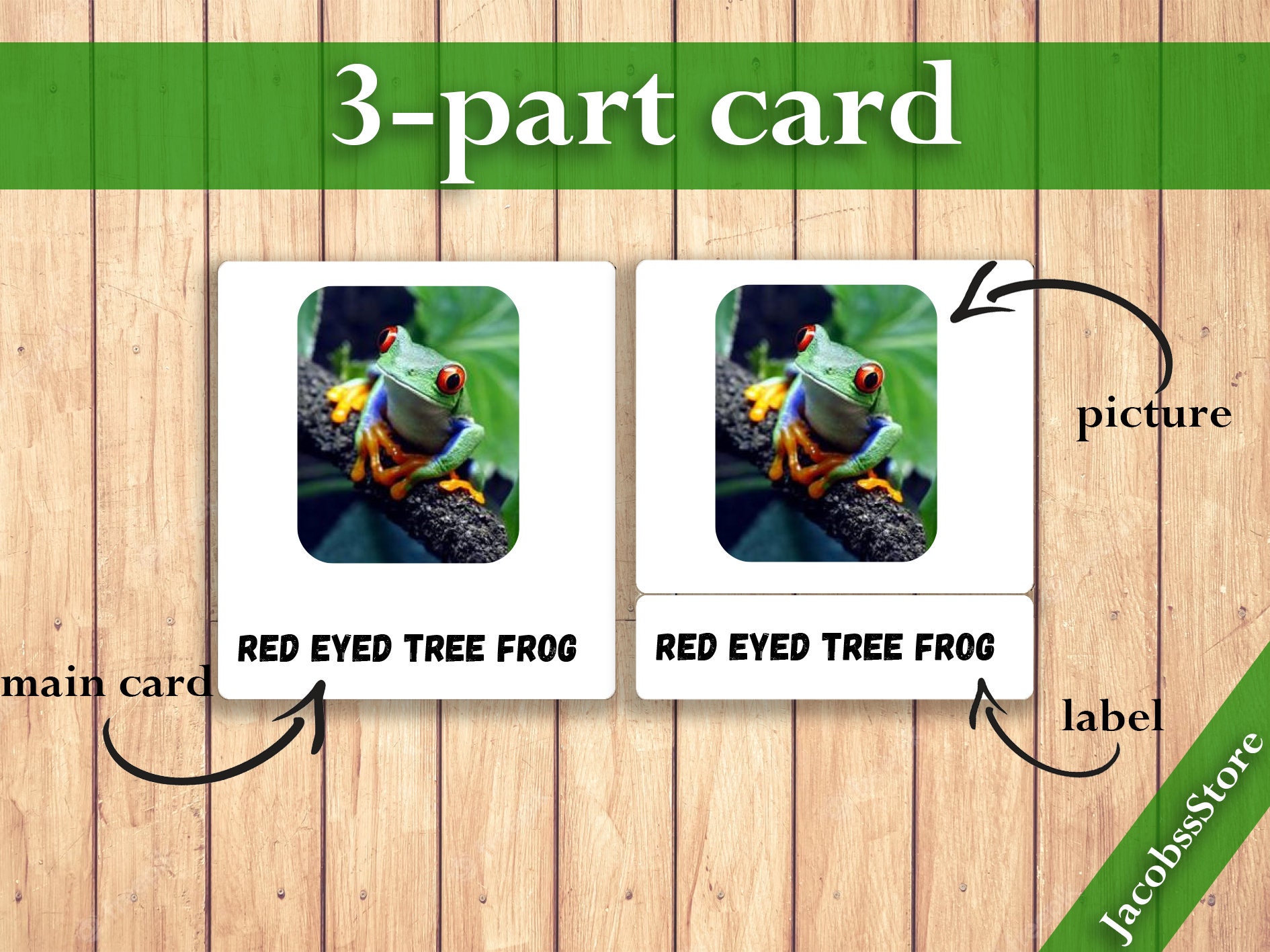 RAINFOREST ANIMALS 12 Editable Flashcards for Kids Flash Cards ...