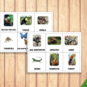 RAINFOREST ANIMALS 12 Editable Flashcards for Kids Flash Cards ...